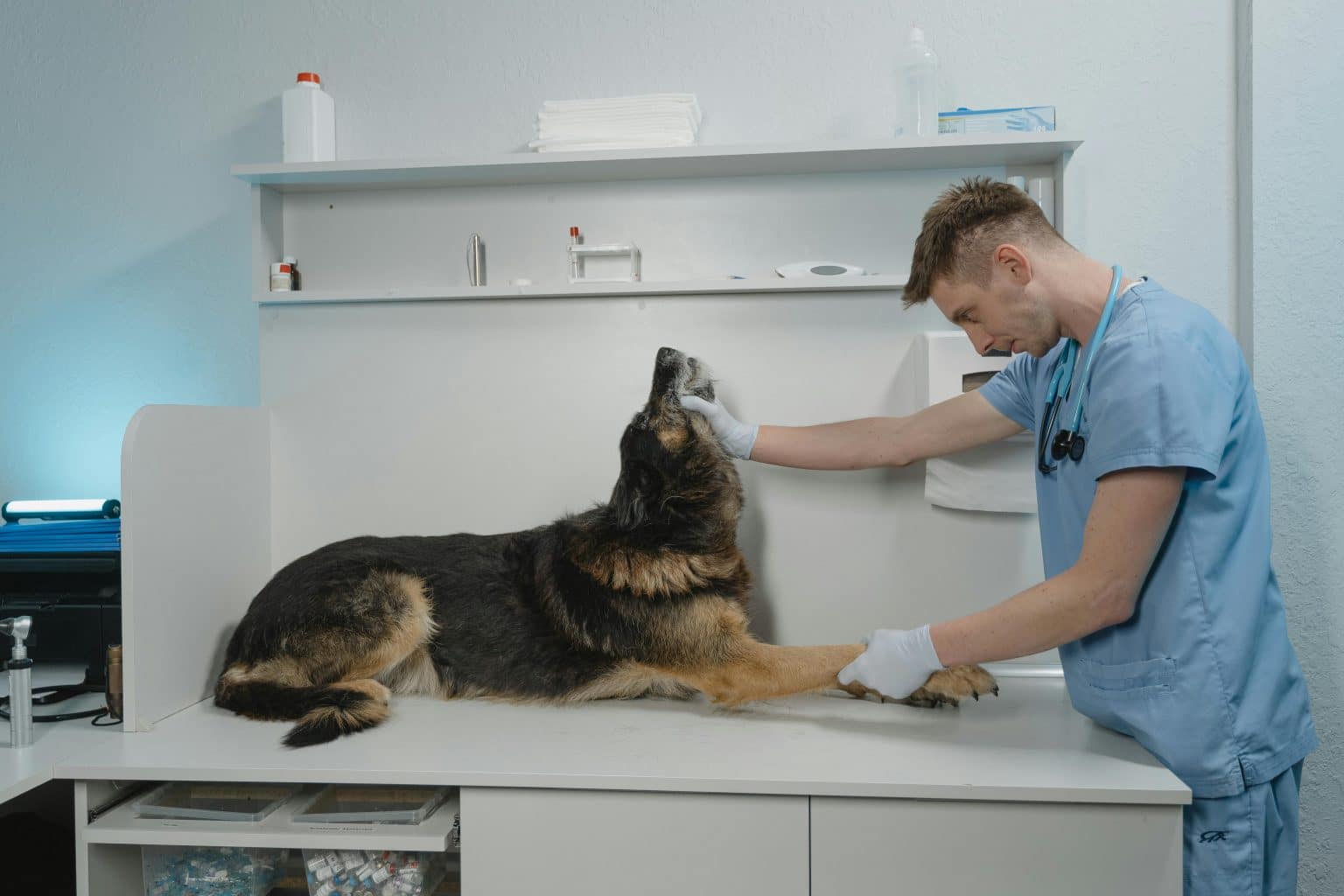 What Vet Clinics Need to Stay Hygiene-Compliant? - Rumbie
