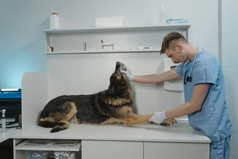 What Vet Clinics Need to Stay Hygiene-Compliant? - Rumbie